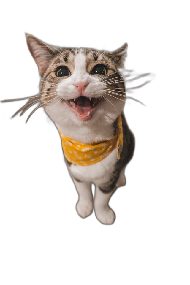 Remgbを使って画像から背景を削除してみた | DevelopersIO